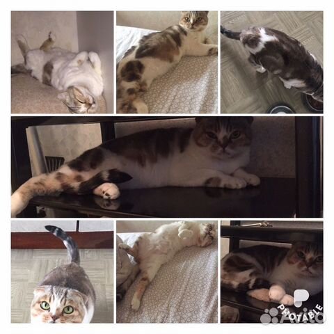 Кошка в добрые руки