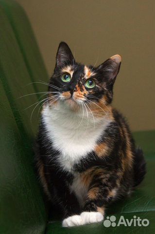 Кошка Таша, 2 года