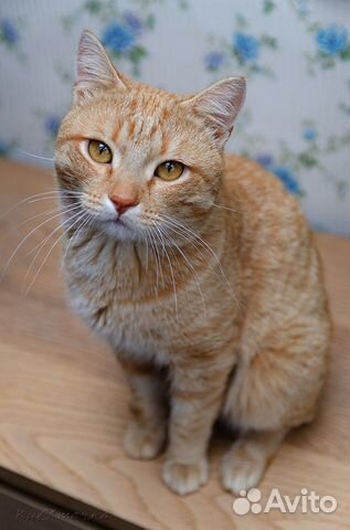Рыжий кот Василёк ищет дом