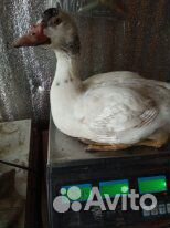 Индоутки на племя