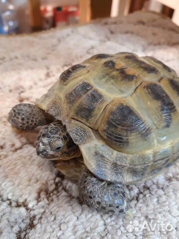 Черепаха сухопутная