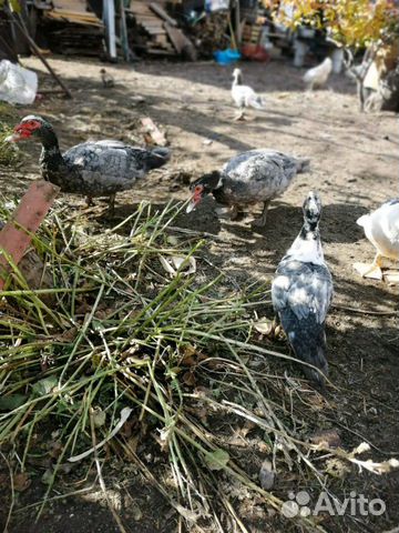 Индaуткa голубая(немецкая линия)