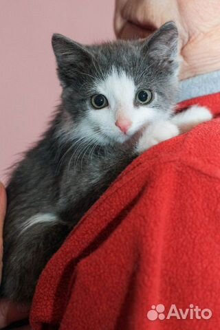 Малышка Маркиза ищет маму