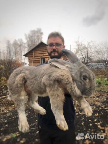 Кролики