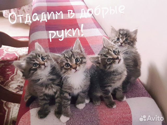 Отдаём котяток