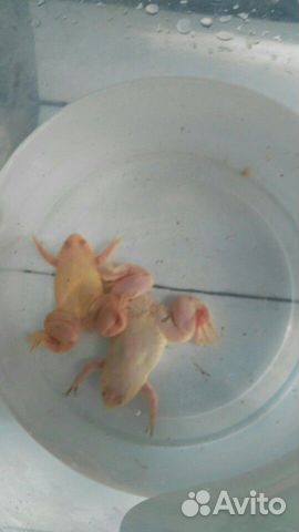 Шпорцевые лягушки