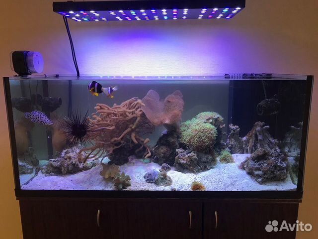 Морской аквариум 300л. Полный рабочий комплект