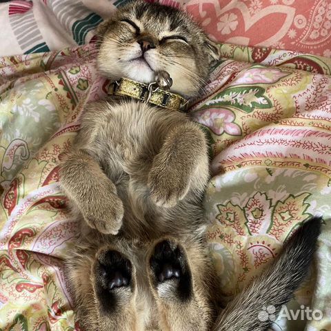 Котёнок вислоухий шотландец,2мес.Приучен к лотку