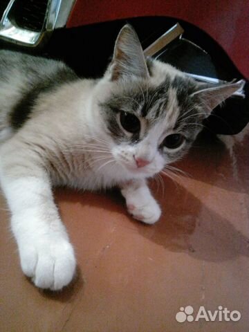 Карамелька ищет новый дом