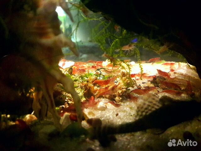 Мох аквариумный, криль