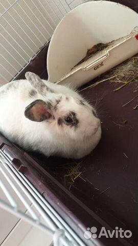 Крольчиха в добрые руки