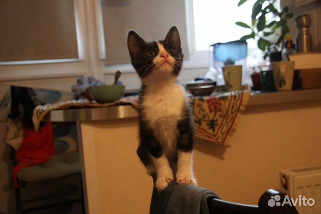 Отдам котенка в добрые руки