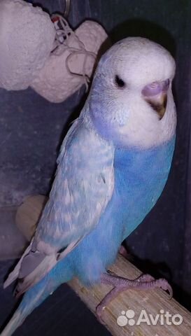 Птенчик из гнезда,черноклювик, спенгл