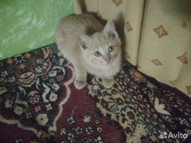 Котенок ищет лом