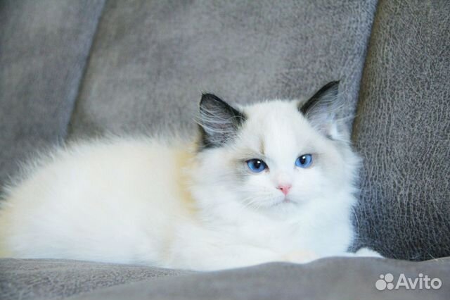 Рэгдолл котятки