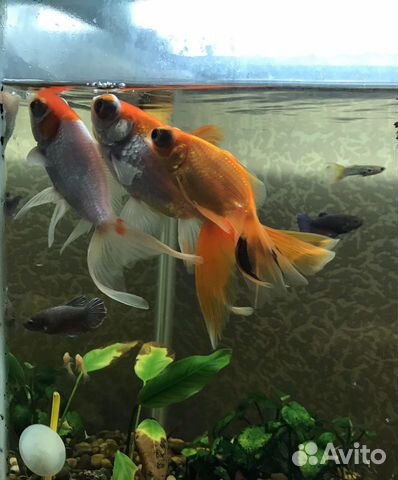 Аквариум с рыбами