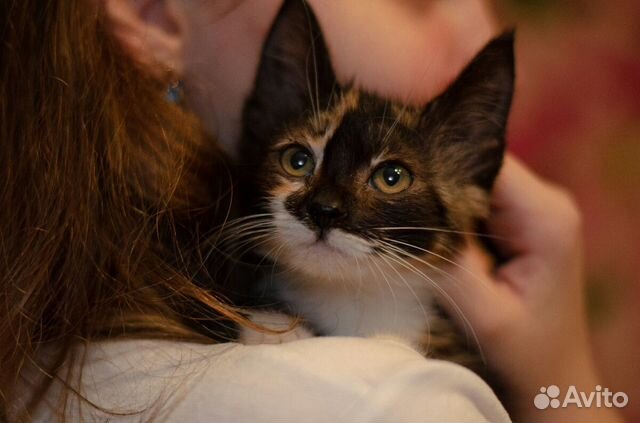 Котёнок ищет дом