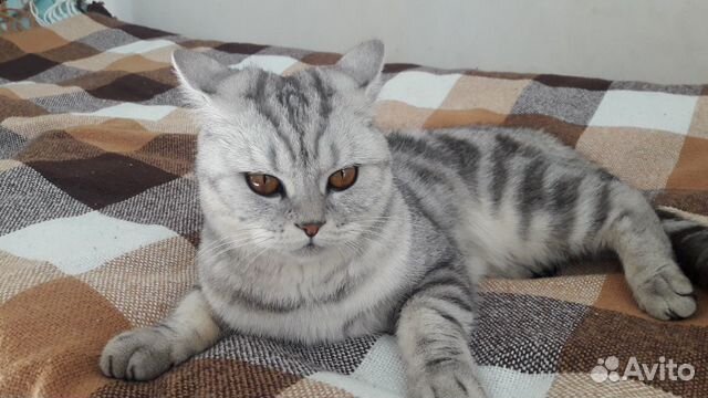 Отдам кошечку