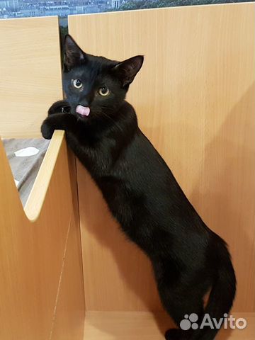 Котенок в хорошие добрые руки