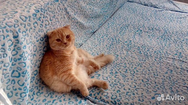 Котик, вислоухий британец