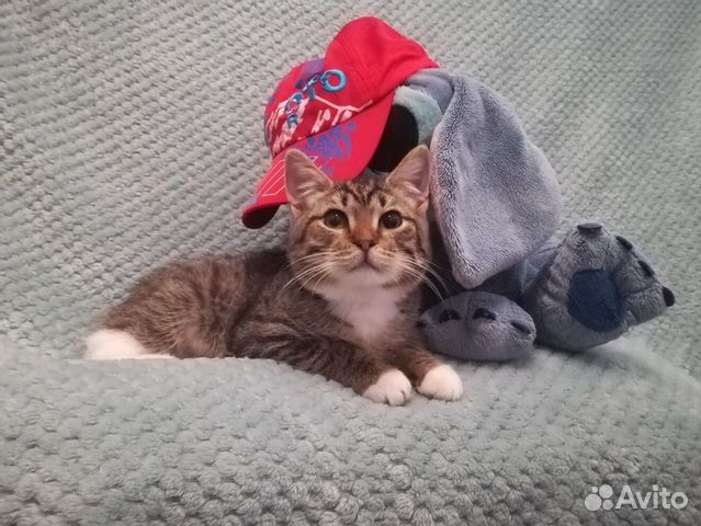 Котик в хорошие руки