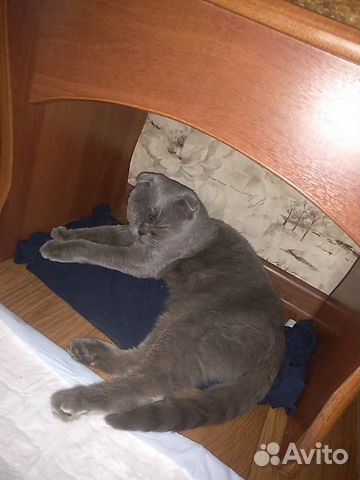 Кошечка, девочка, веслоухая, без имени. кто то вык