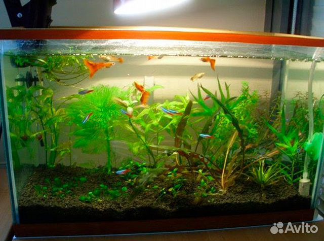 Аквариум 72л