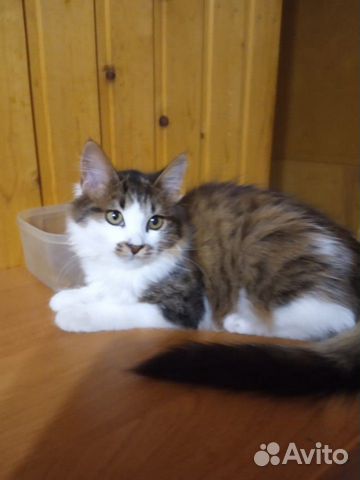 Милашка Стеша 4 мес