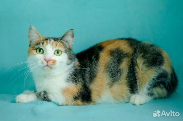 Кошка 1 год ищет дом