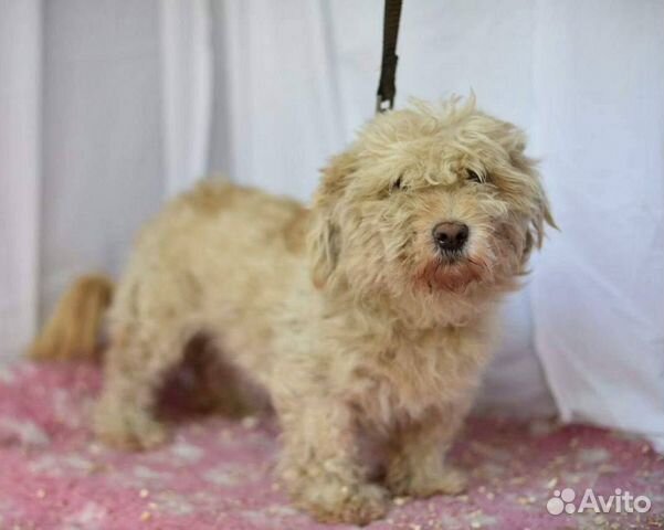 Милейший Феликс в дар в надежные руки