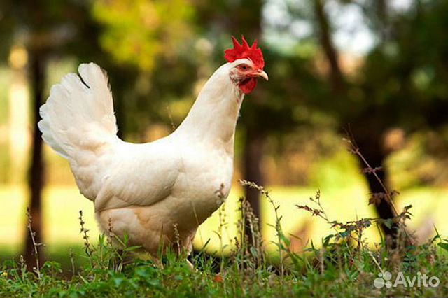 Индюки, куры, перепела, бройлеры