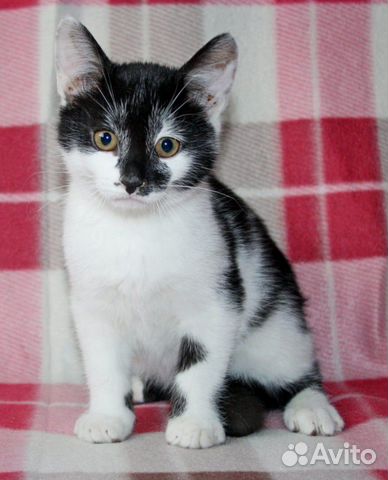 Малыш Билли в добрые руки