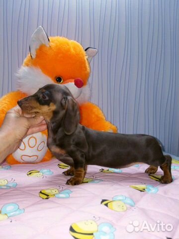 Мини такса, девочка