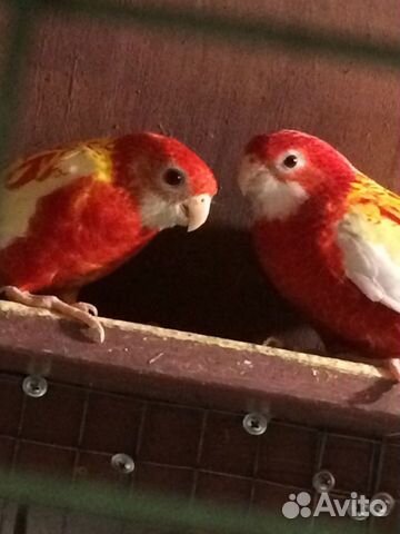 Попугай Розелла