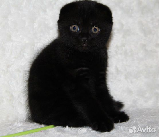 Чёрная вислоухая девочка. Шикарный совёнок