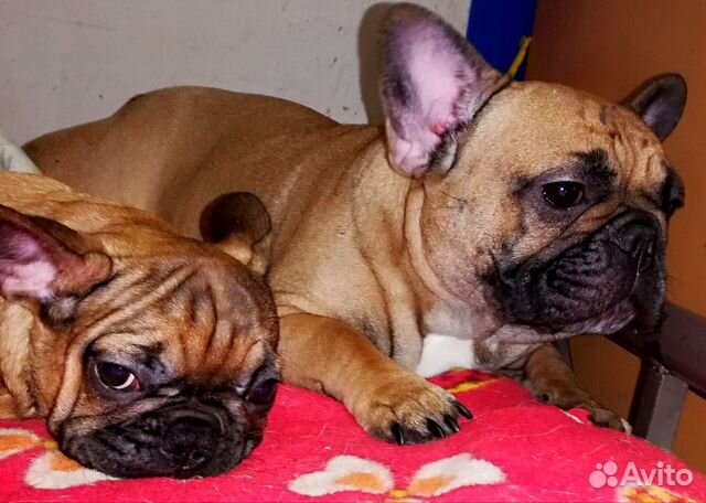 Красивая красная француженка