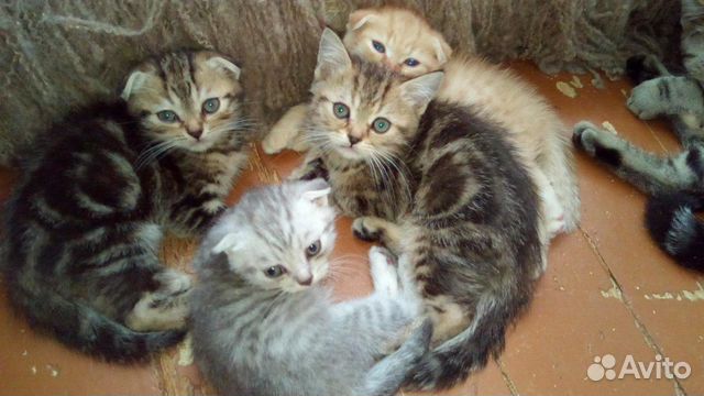 Много шотландских котят