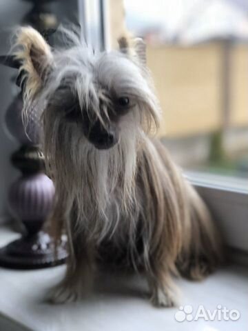 Редчайшее создание