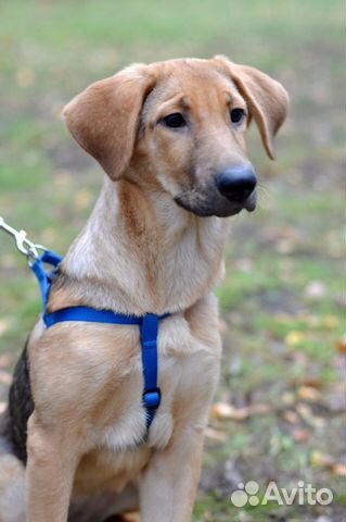 Щенки бесплатно