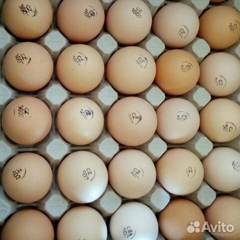 Яйцо инкубационное