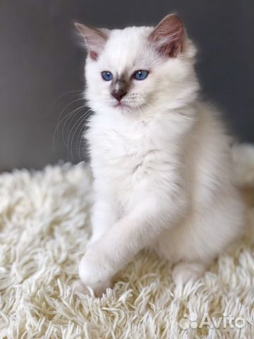 Рэгдолл питомник