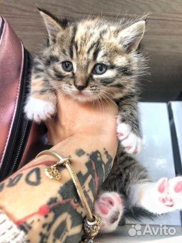 Котята от британской кошки