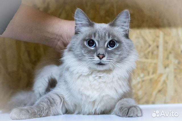 Скай ищет дом