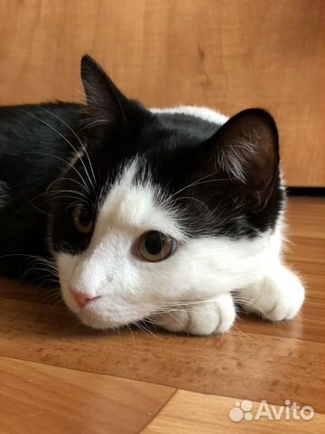 Отдам милого котика В добрые руки