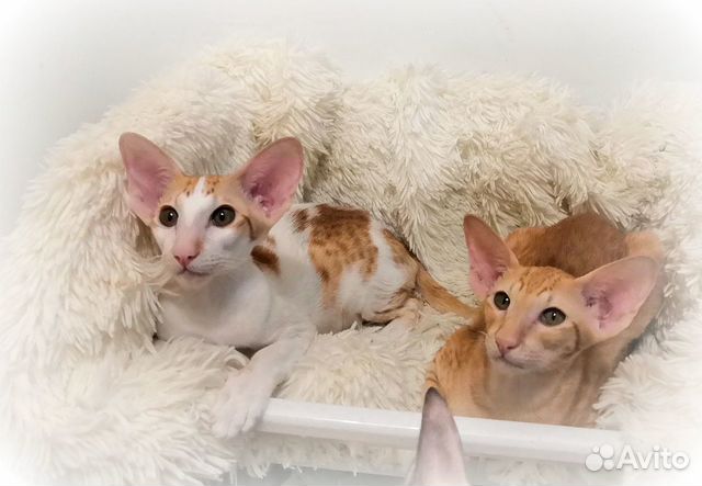 Ориентальные девочки