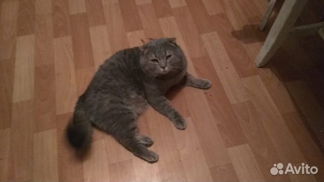 Отдам в хорошие добрые руки