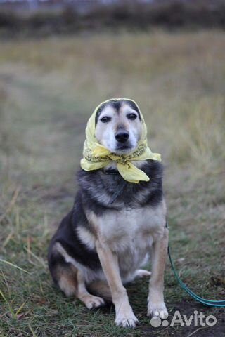 Смешная собака Ласка ищет дом