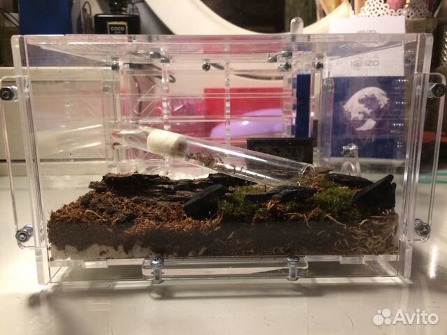 Camponotus Nicobarensis + Формикарий Crystal 2.0