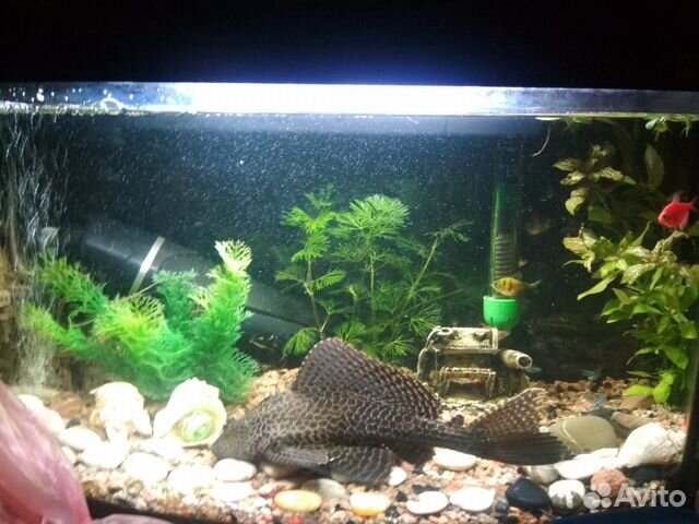 Сом птеригоплихт