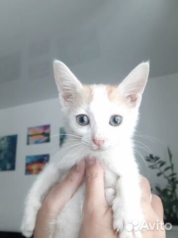 Спасенные малыши ищут любящую семью